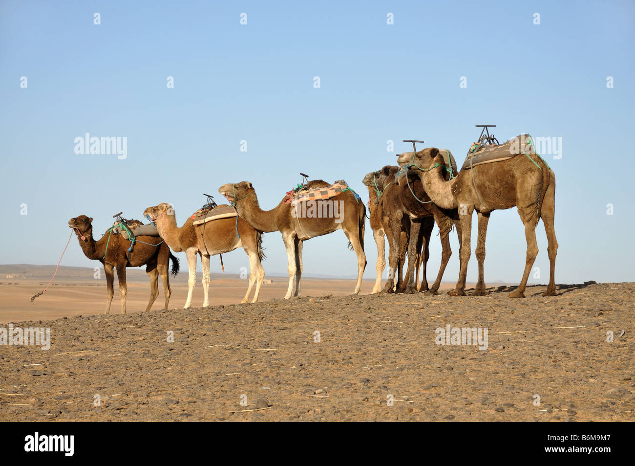 Camels in the Sahara desert, Morocco Africa Stock Photo - Alamy