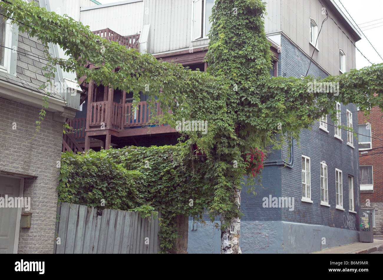 Pole covered in ivy hi-res stock photography and images - Alamy