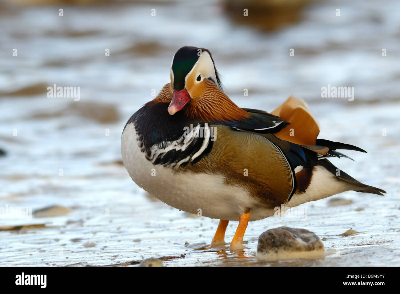 Mandarin duck scotland hi-res stock photography and images - Alamy