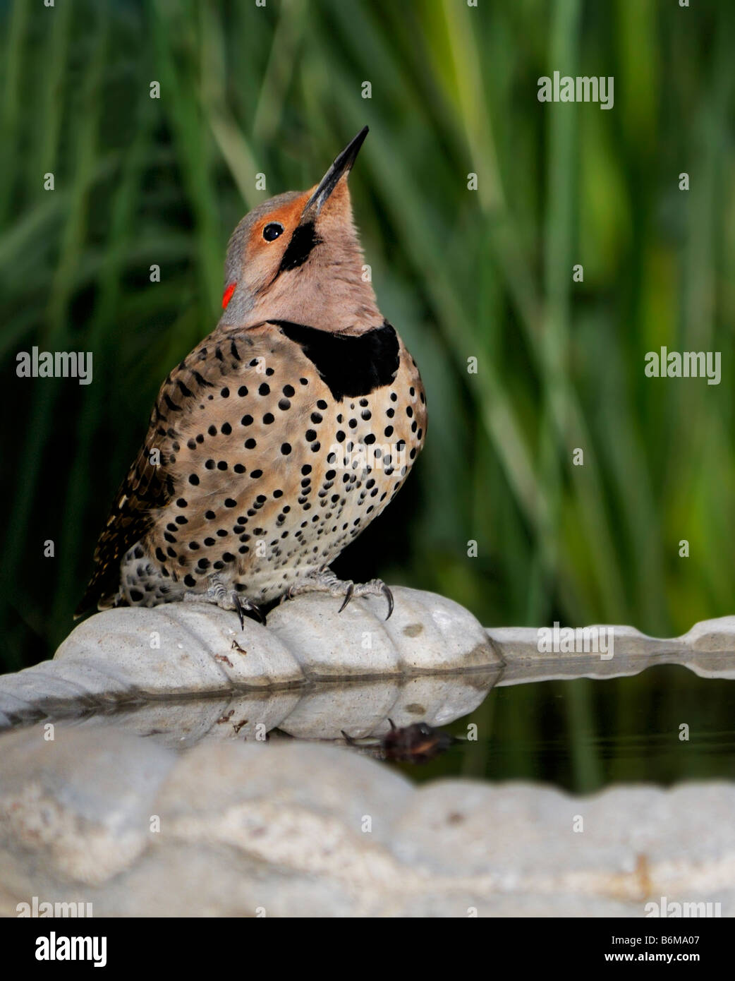 A Yellow-shafted Northern Flicker, Colaptes auratus, drinking from a ...