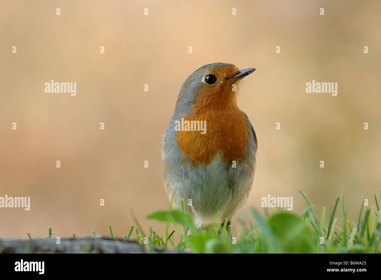 A picture of a little bird Stock Photo - Alamy