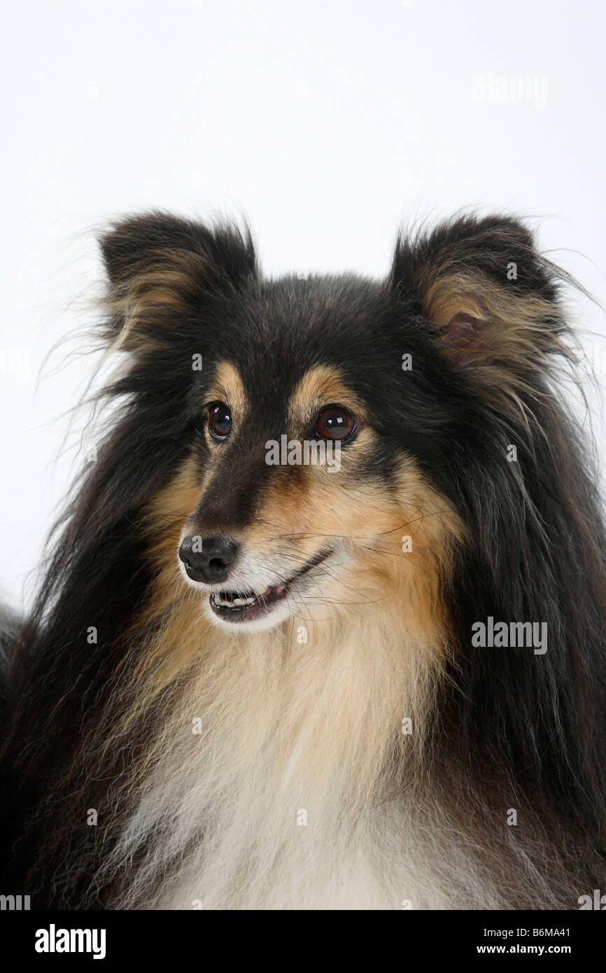 Sheltie years old shetland sheepdog hi-res stock photography and images ...