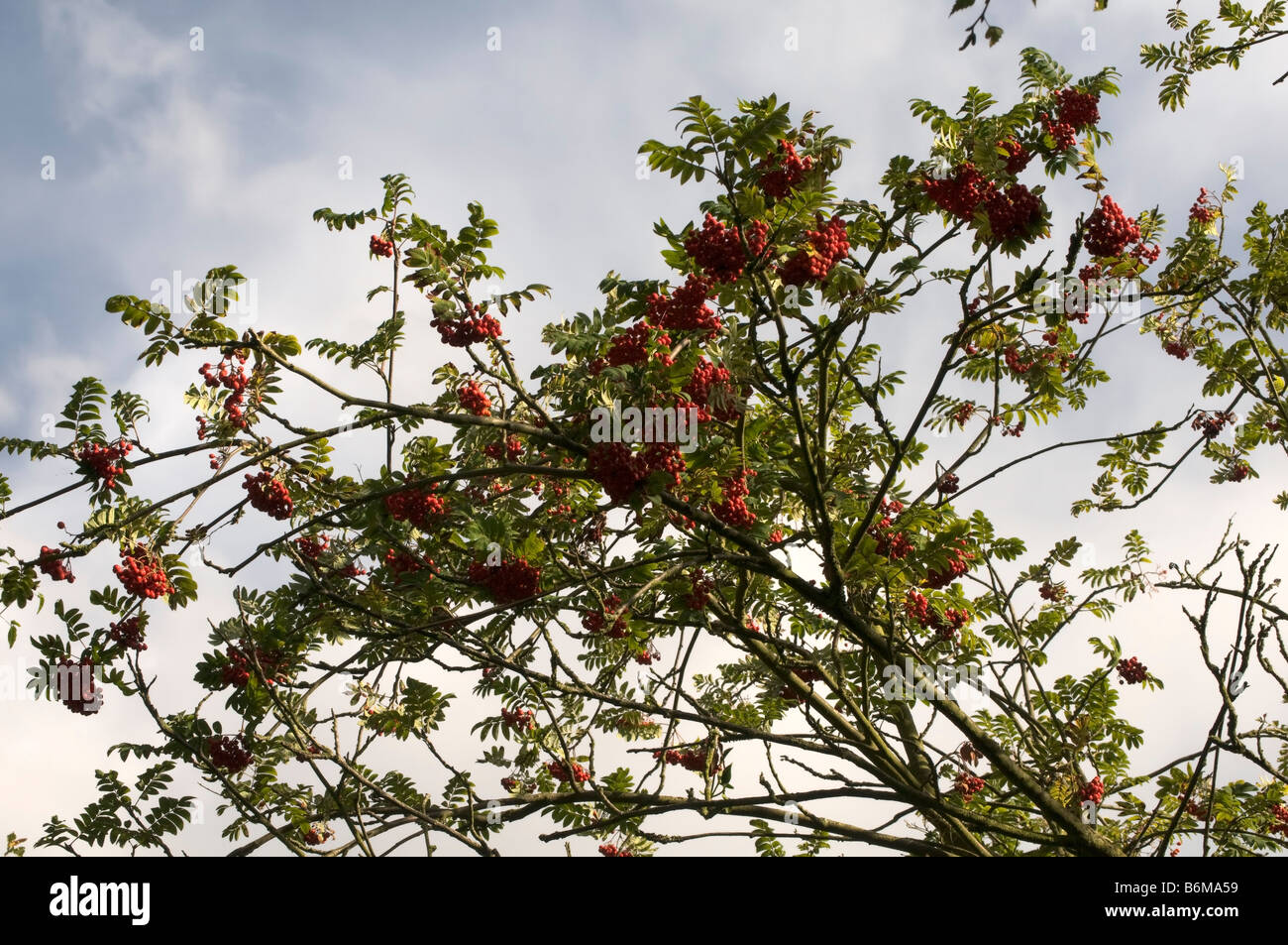 red berries on tree and bush in countryside Stock Photo - Alamy