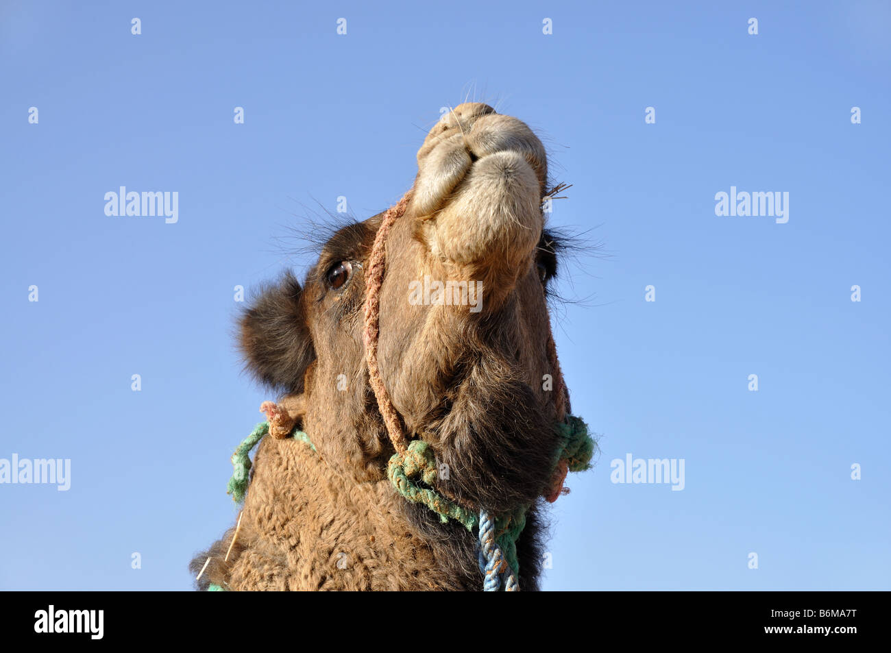 Portrait of a camel Stock Photo - Alamy