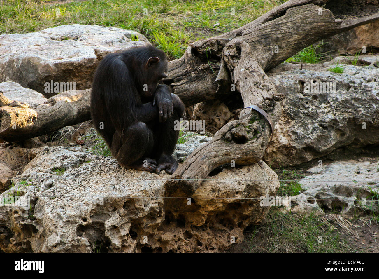 Chimpanzee crying hi-res stock photography and images - Alamy