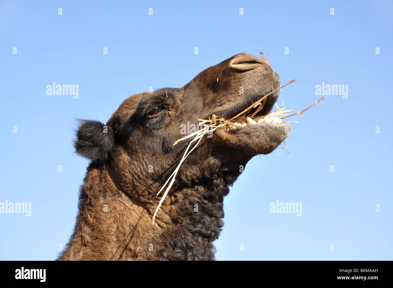 Camel eating hay Stock Photo - Alamy