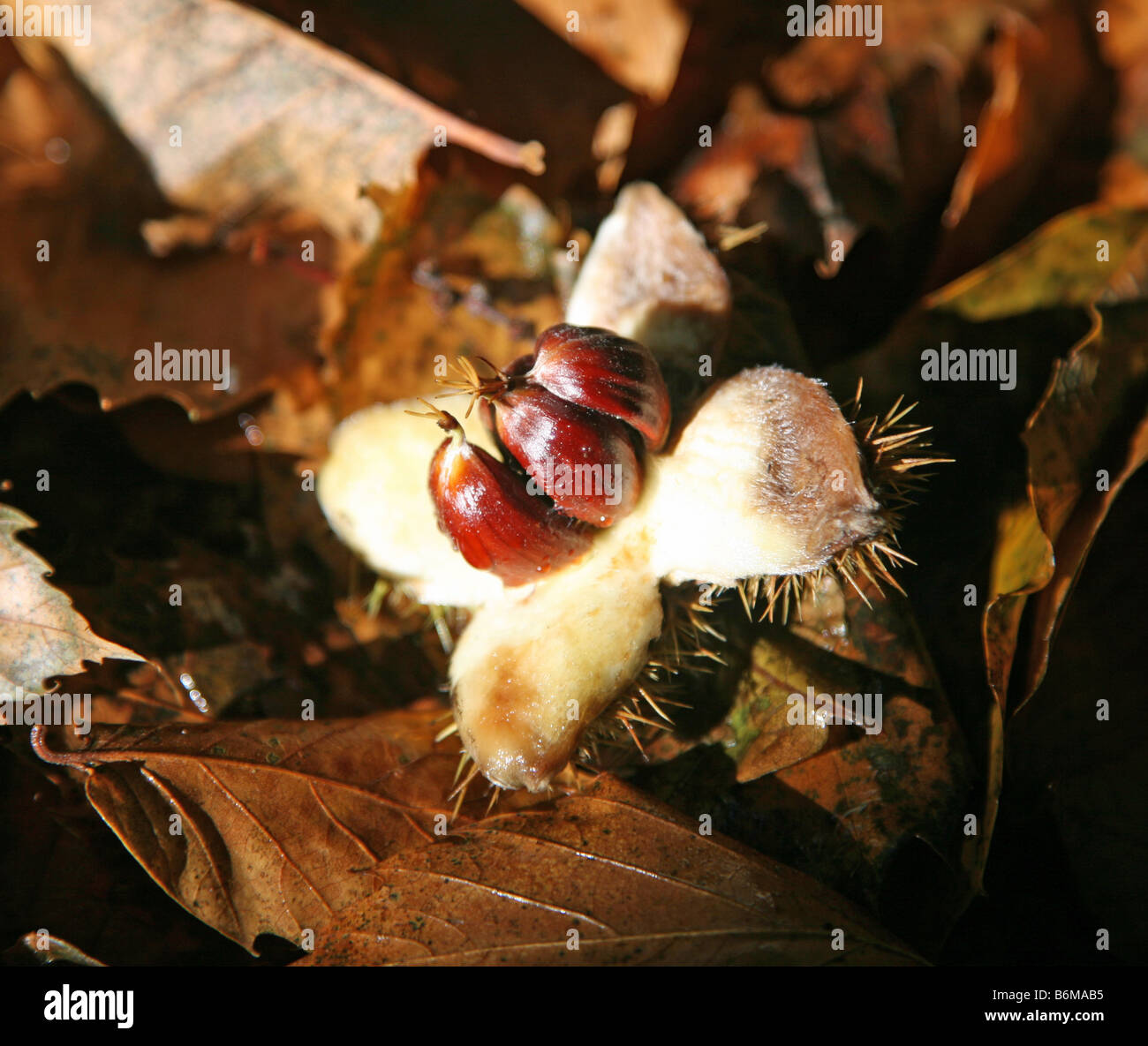 Spiky nut hi-res stock photography and images - Alamy