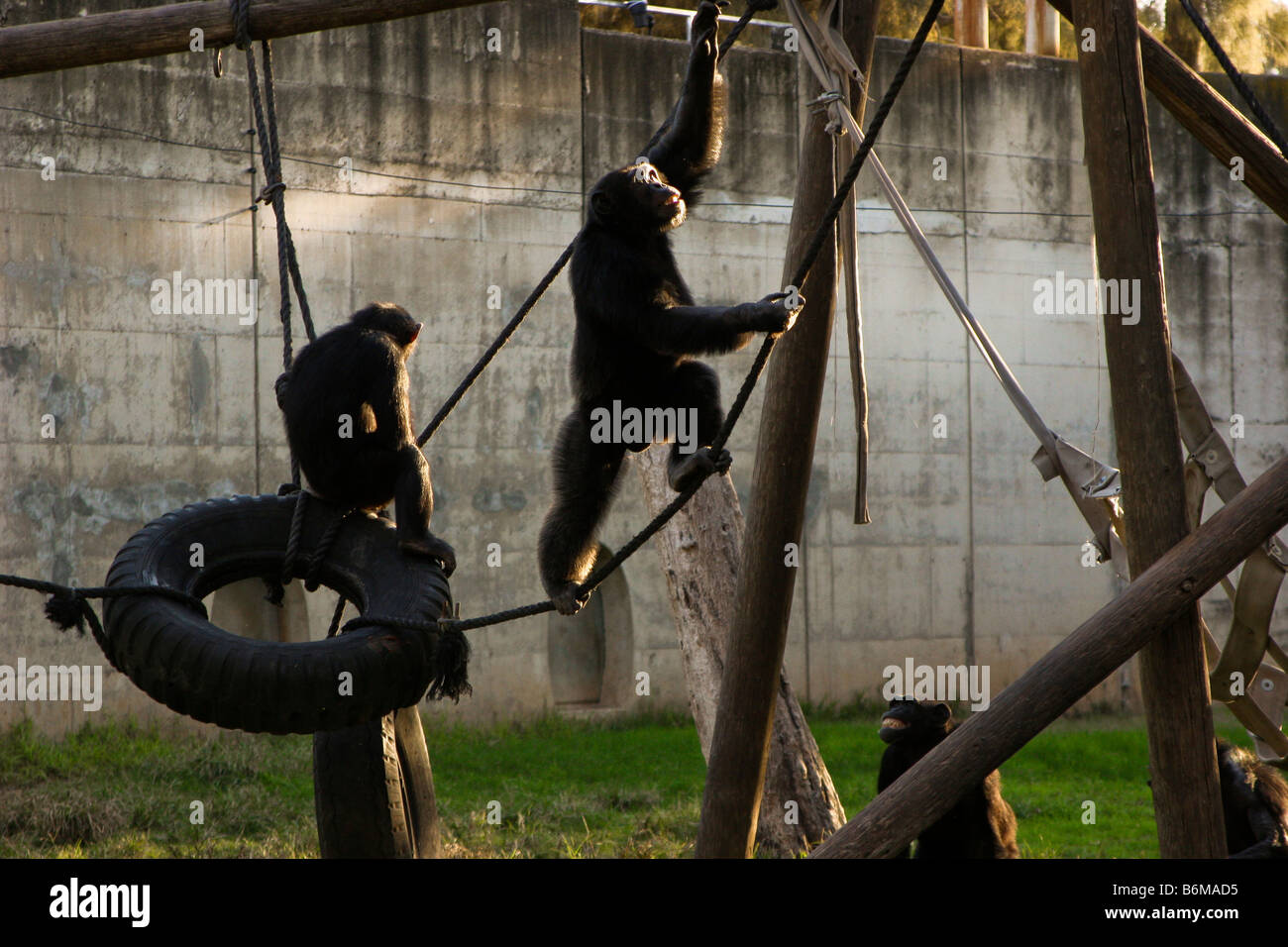 Chimpanzees playing in a cage Stock Photo - Alamy