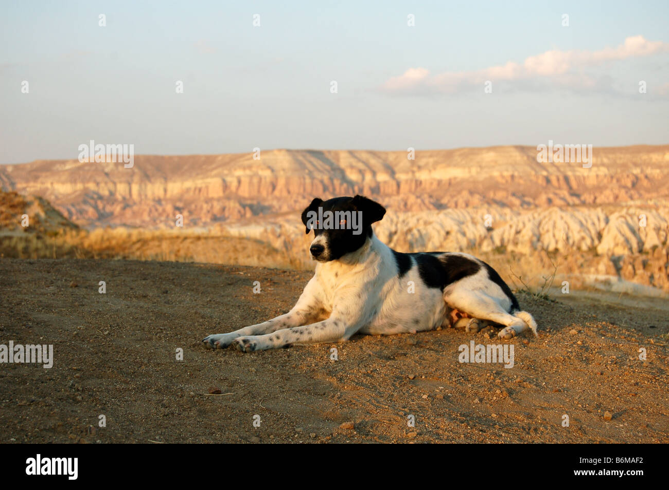 Hill top dogs hi-res stock photography and images - Alamy