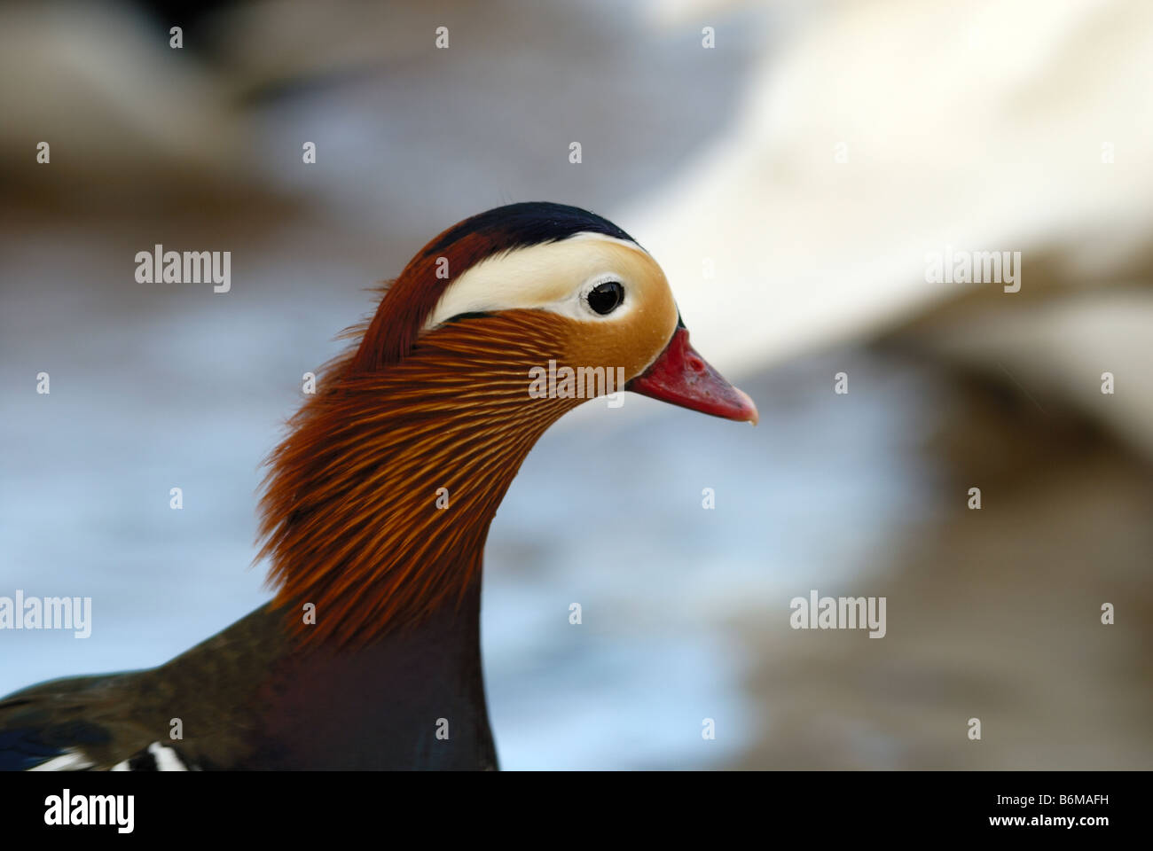 Mandarin duck scotland hi-res stock photography and images - Alamy