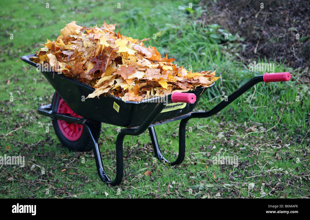 A wheelbarrow full of autumn leaves Stock Photo - Alamy