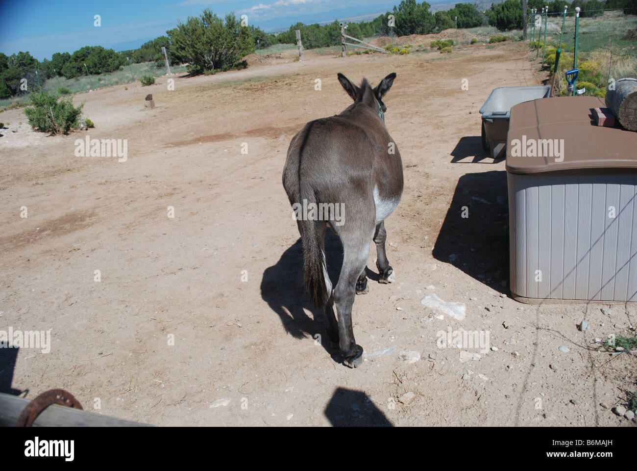 donkey at High Feather Ranch, Cerrillos, New Mexico USA Stock Photo - Alamy