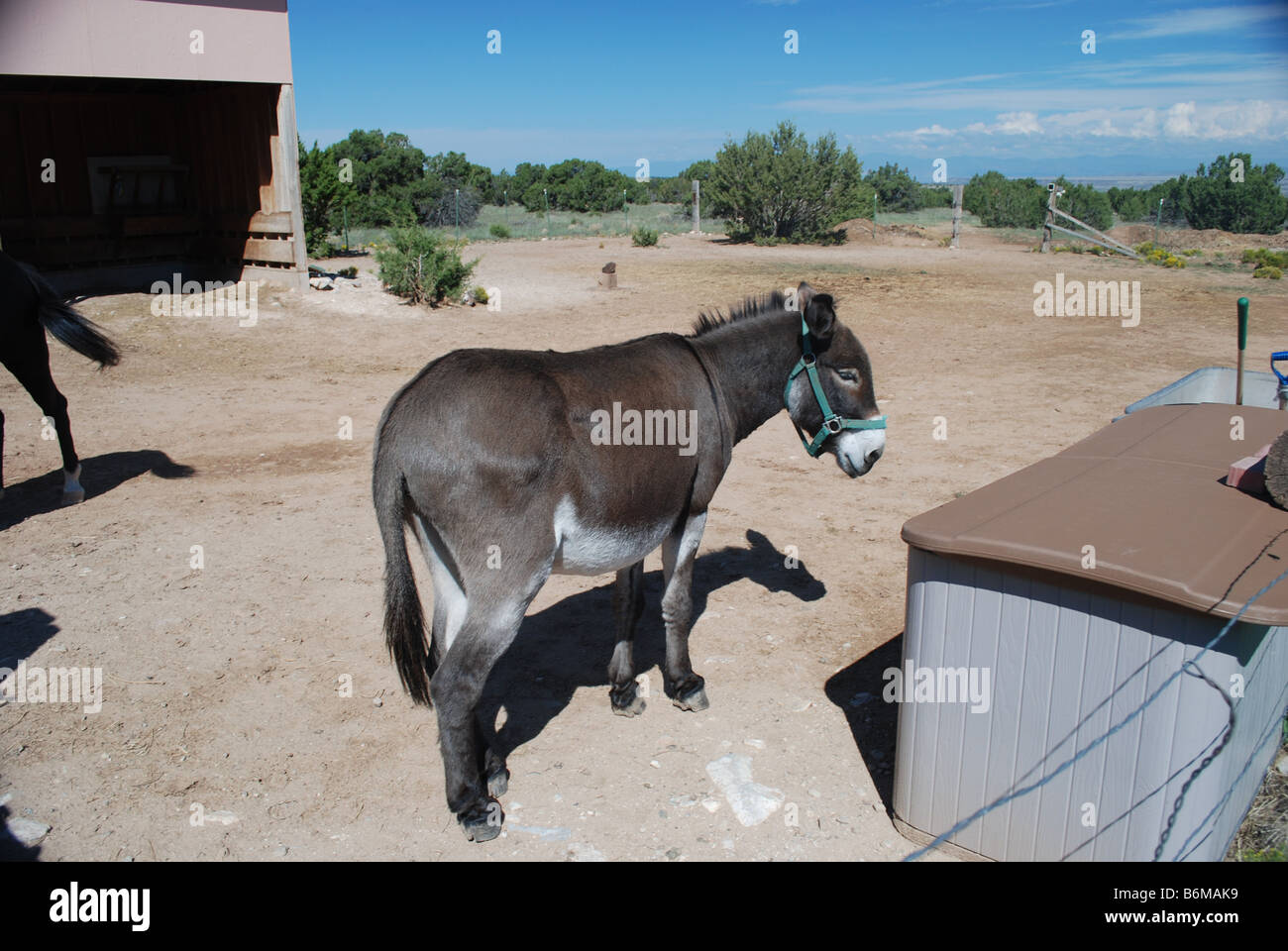 donkey at High Feather Ranch, Cerrillos, New Mexico USA Stock Photo - Alamy