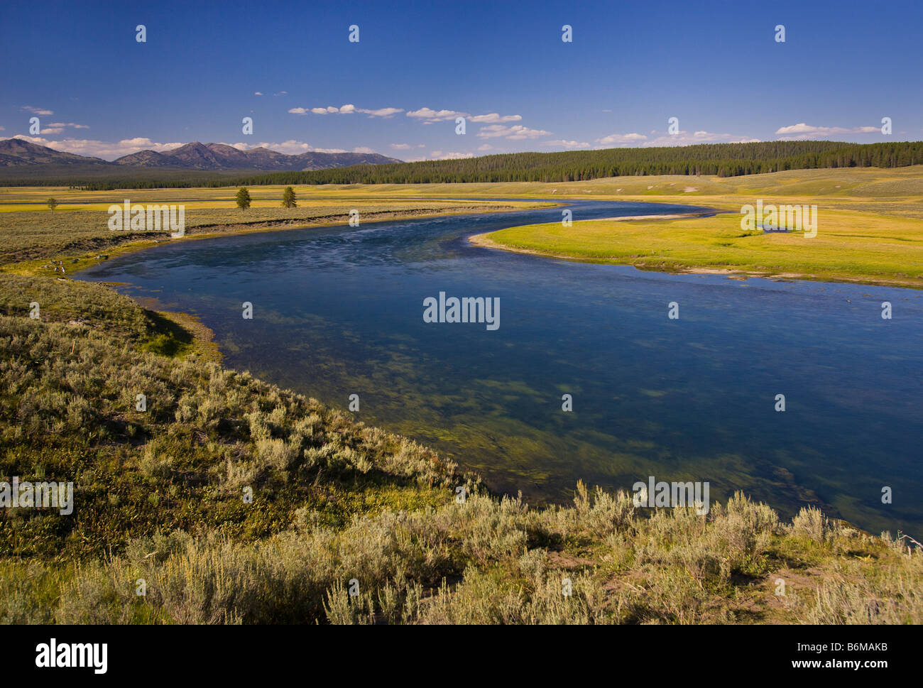 Yellowstone endangered hi-res stock photography and images - Alamy