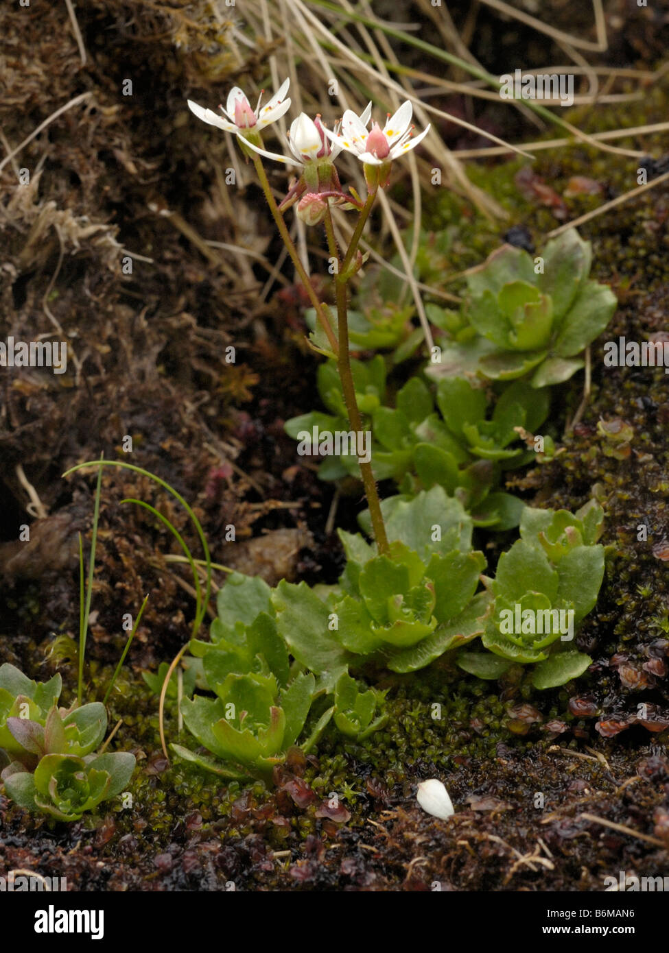 Starry Saxifrage, saxifraga stellaris Stock Photo - Alamy