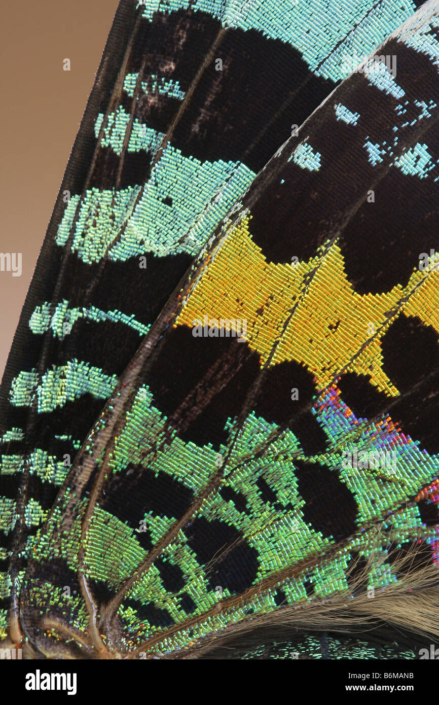 Close-up of the wing of a Madagascan sunset moth (Chrysiridia rhipheus ...