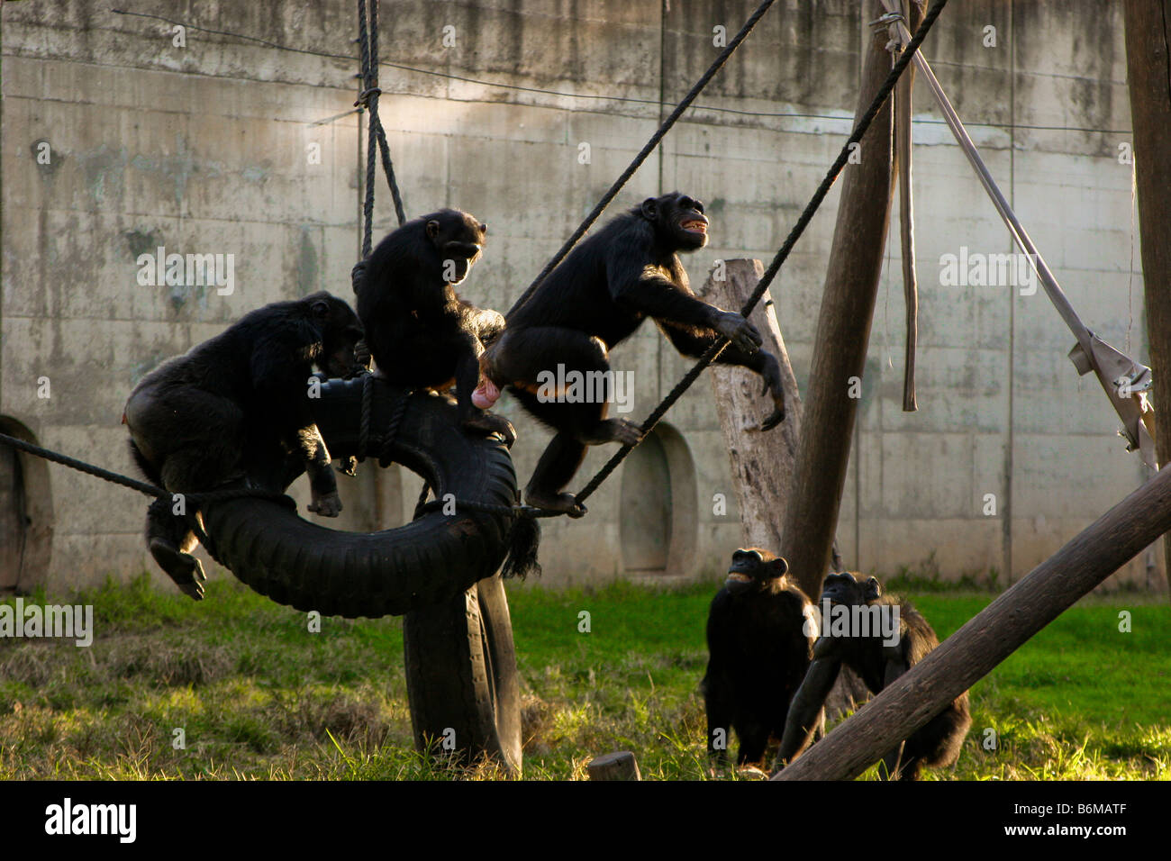 Chimpanzees playing in a cage Stock Photo - Alamy