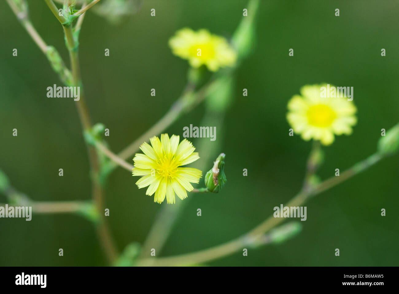 Lactuca spp hi-res stock photography and images - Alamy