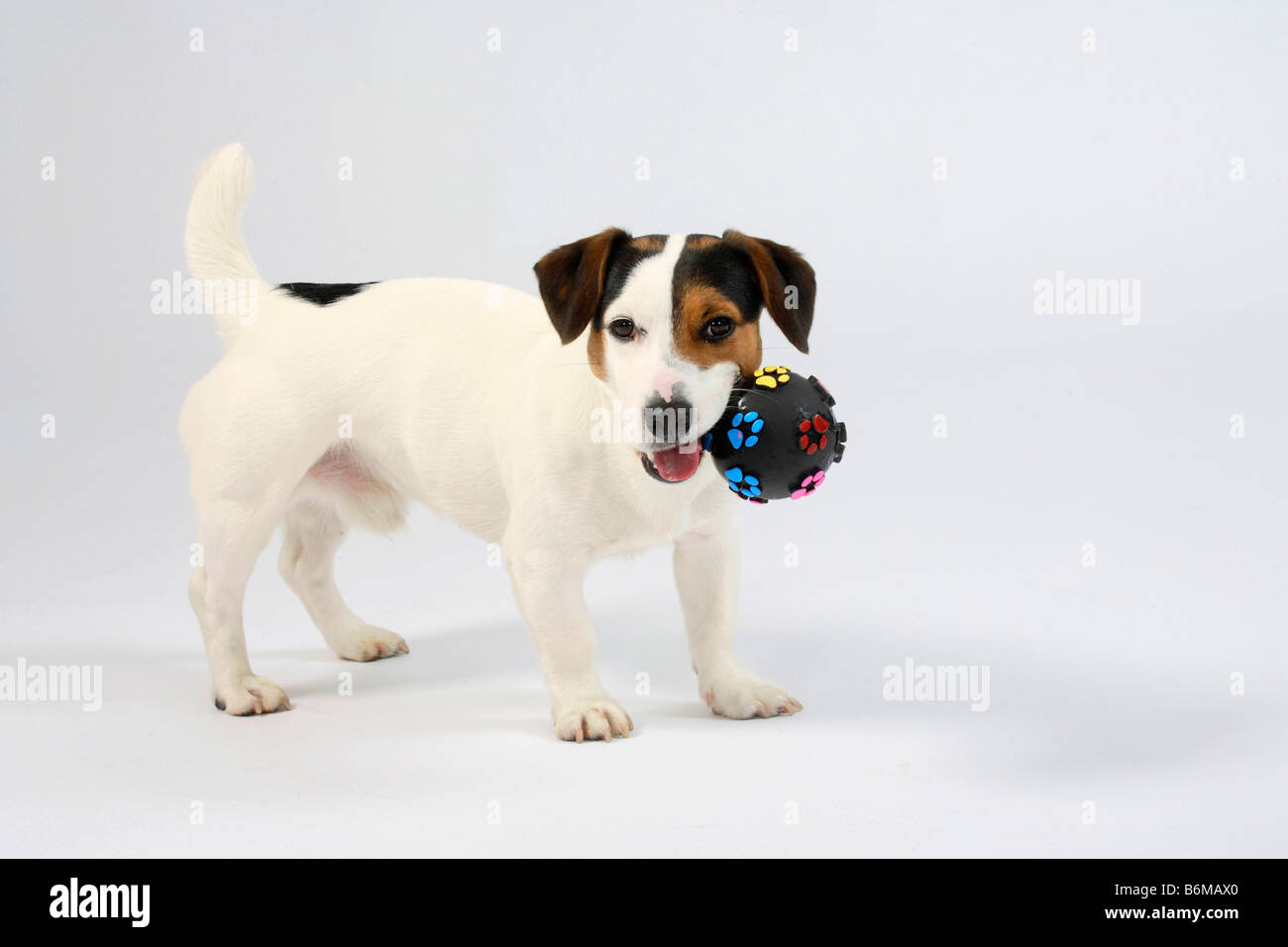 Jack Russell Terrier with ball toy Stock Photo - Alamy