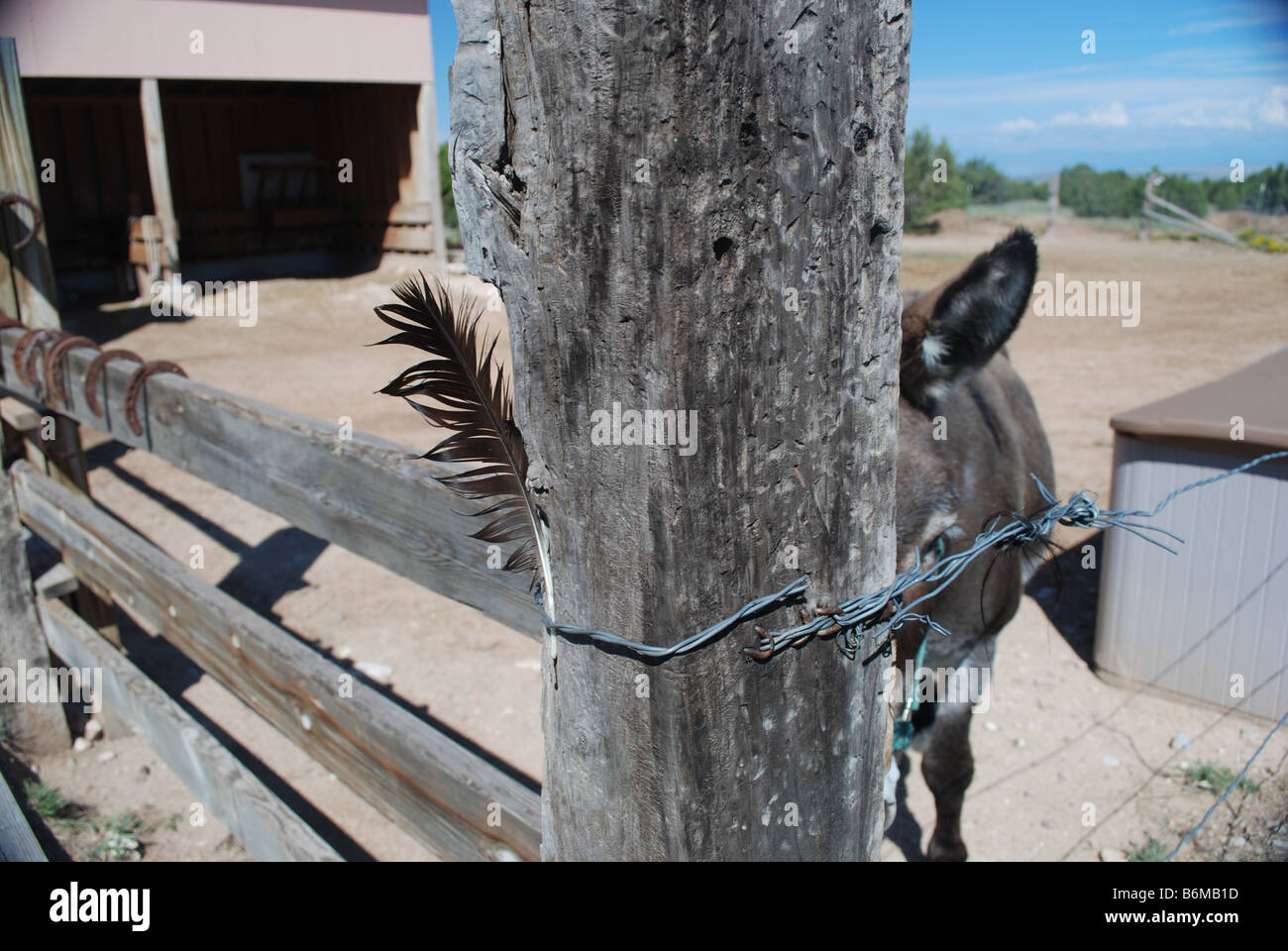 donkey at High Feather Ranch, Cerrillos, New Mexico USA Stock Photo - Alamy