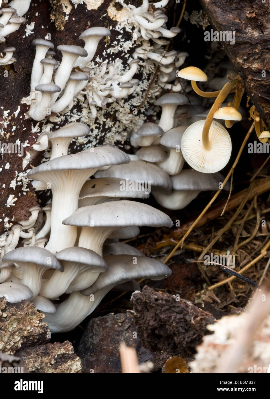 Under a log hi-res stock photography and images - Alamy