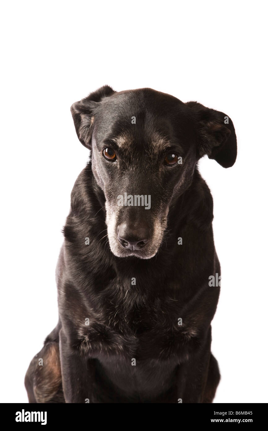 Old black dog hi-res stock photography and images - Alamy