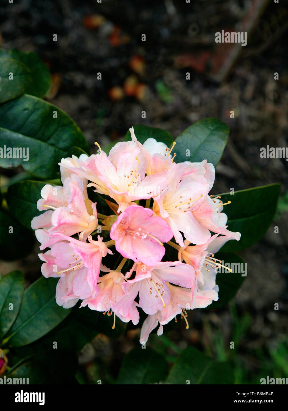 Perennial gardens hi-res stock photography and images - Alamy