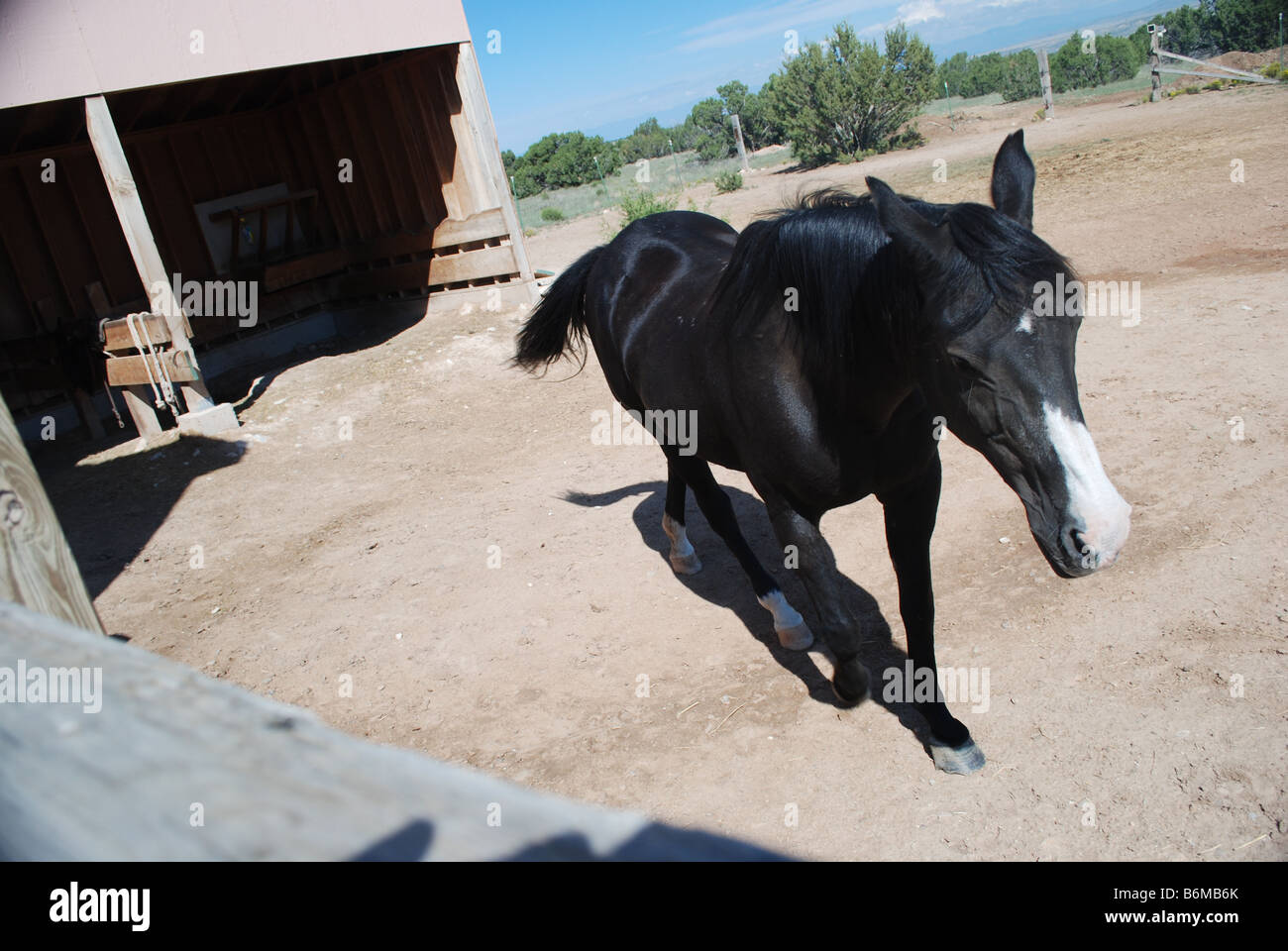 horse at High Feather Ranch, Cerrillos, New Mexico USA Stock Photo - Alamy