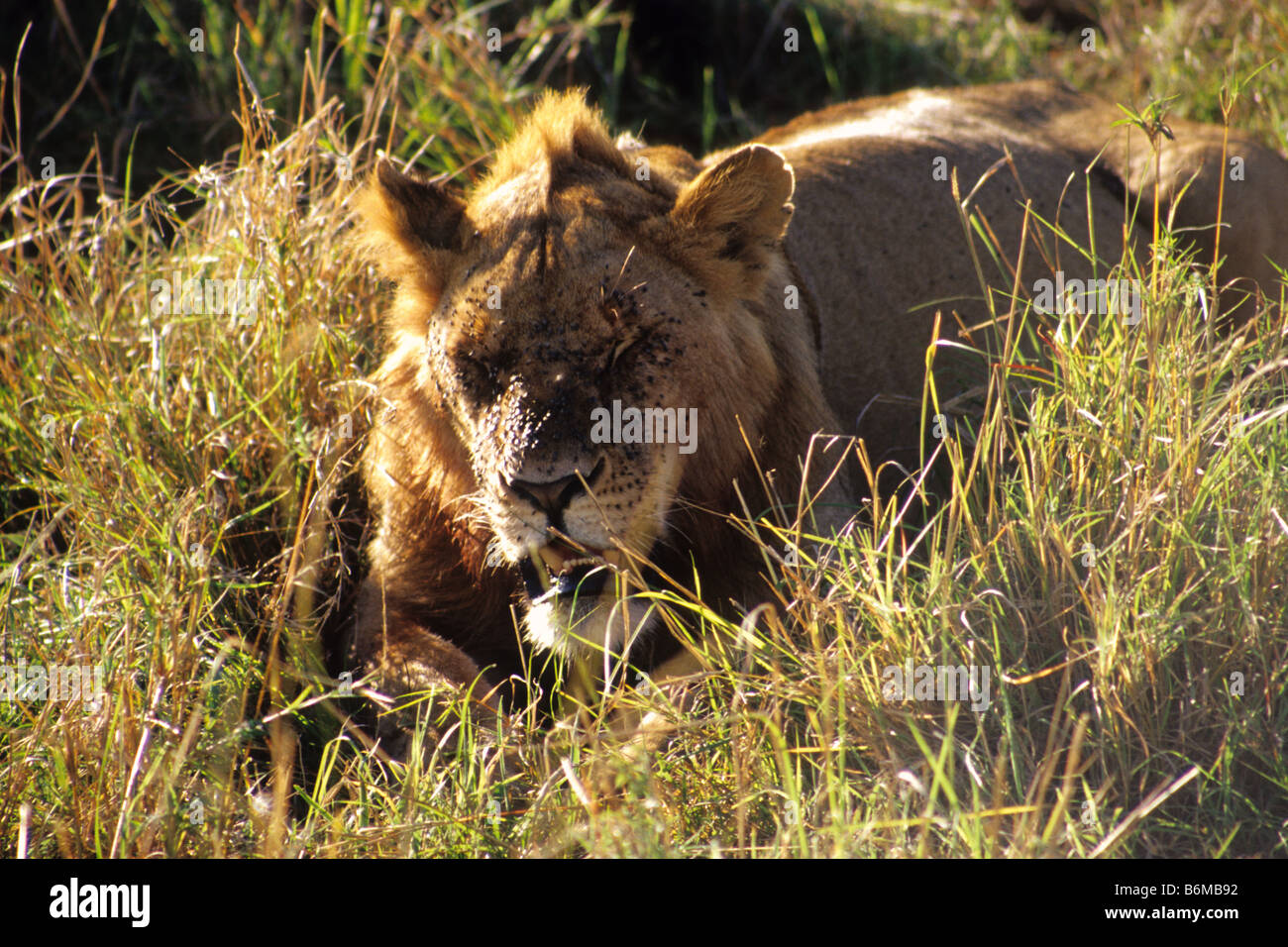 A young male lion is covered in flies while resting after eating Stock ...