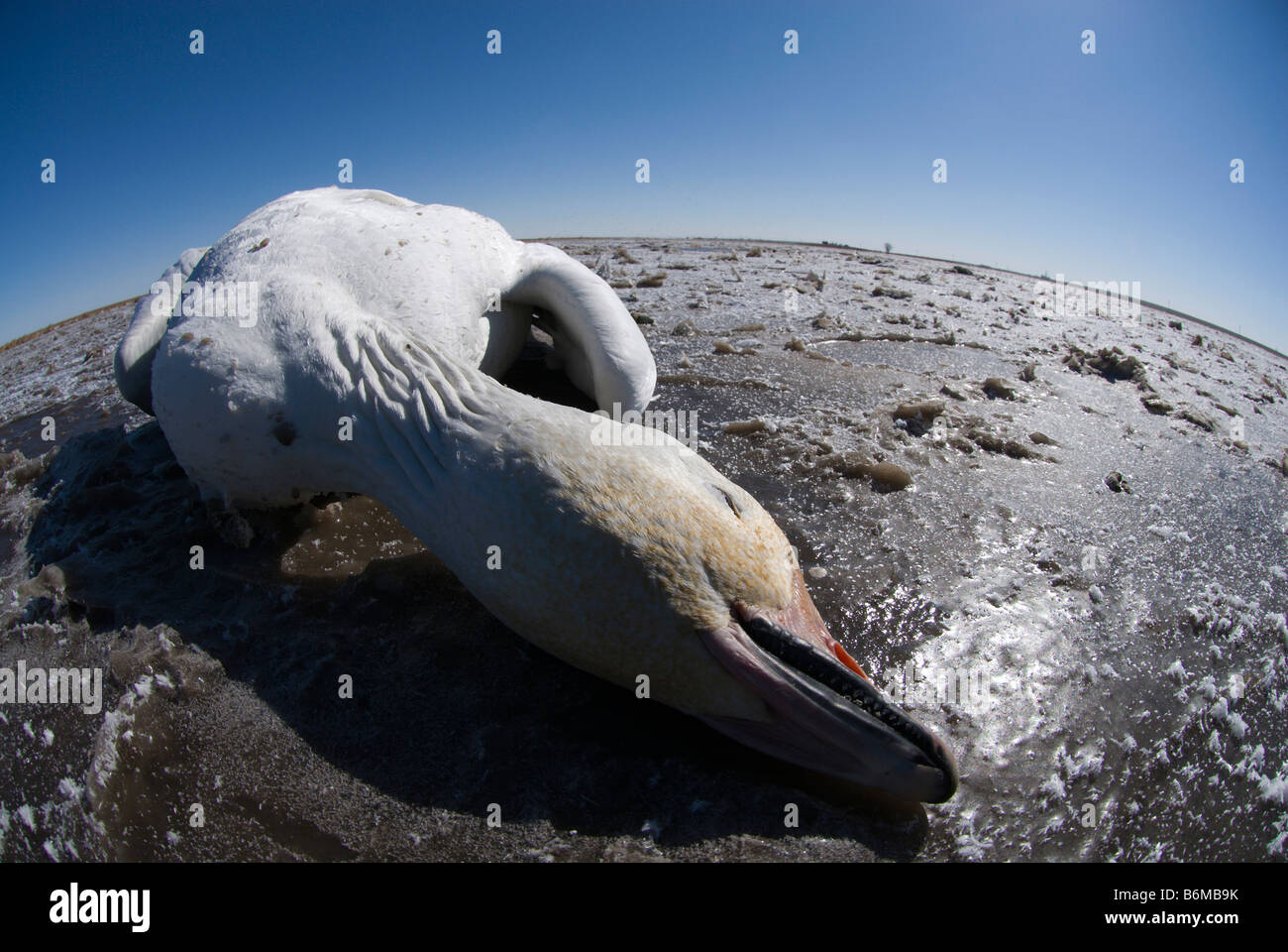 Dead snow fowl hi-res stock photography and images - Alamy