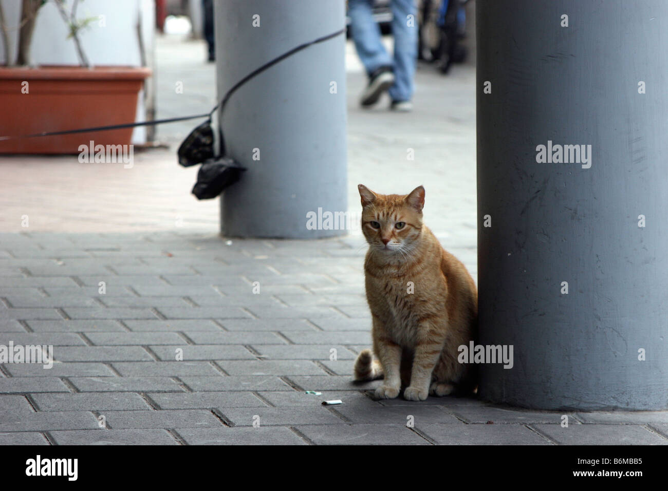 Alley cat High Resolution Stock Photography and Images - Alamy