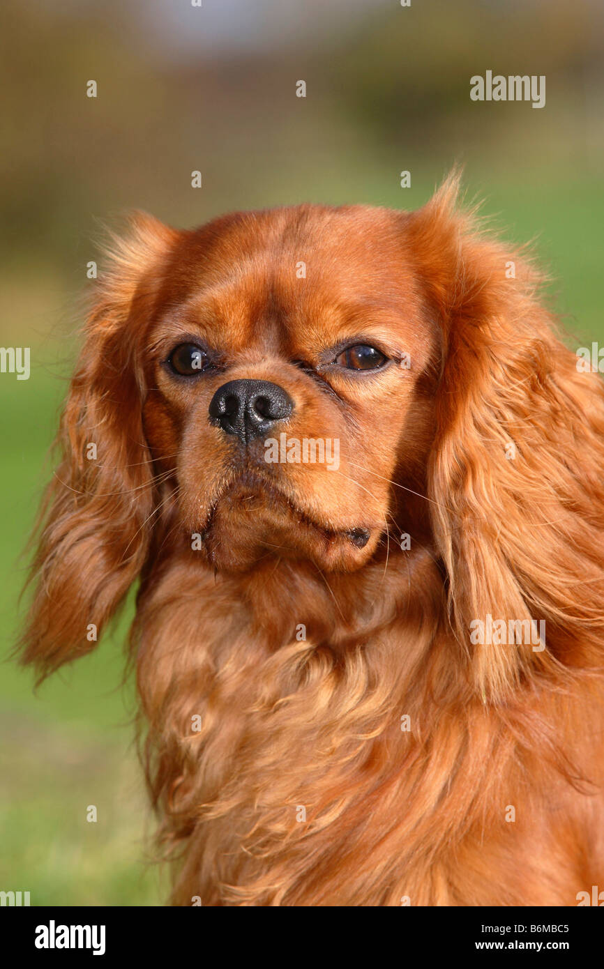 Cavalier King Charles Spaniel ruby Stock Photo - Alamy