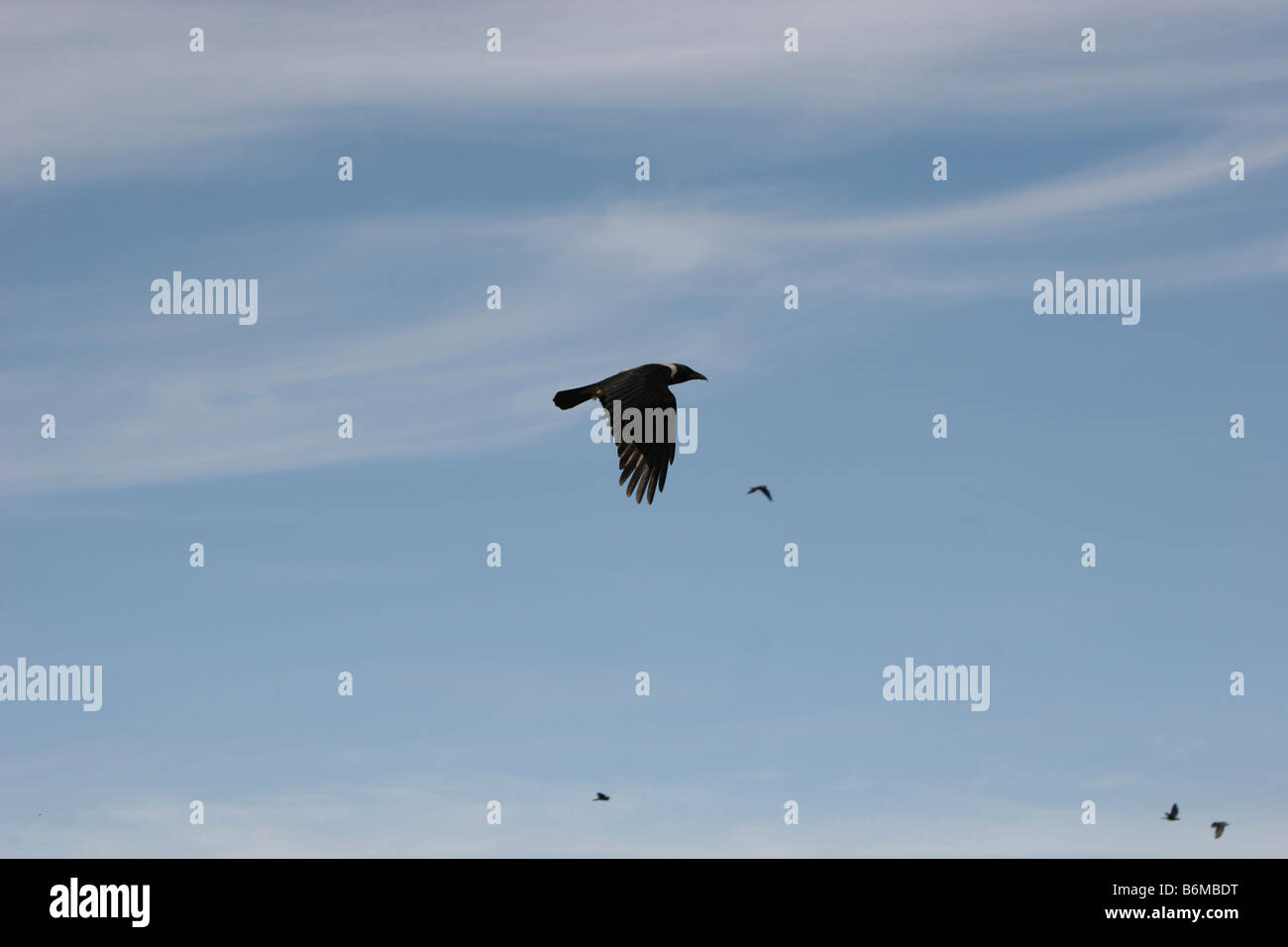 Crow in flight Stock Photo - Alamy