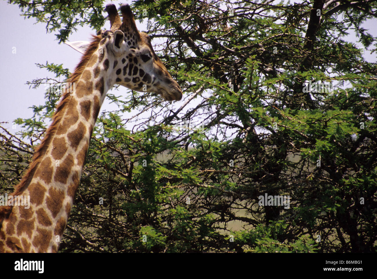 Giraffe Feeding on Acacia Tree Stock Photo - Alamy