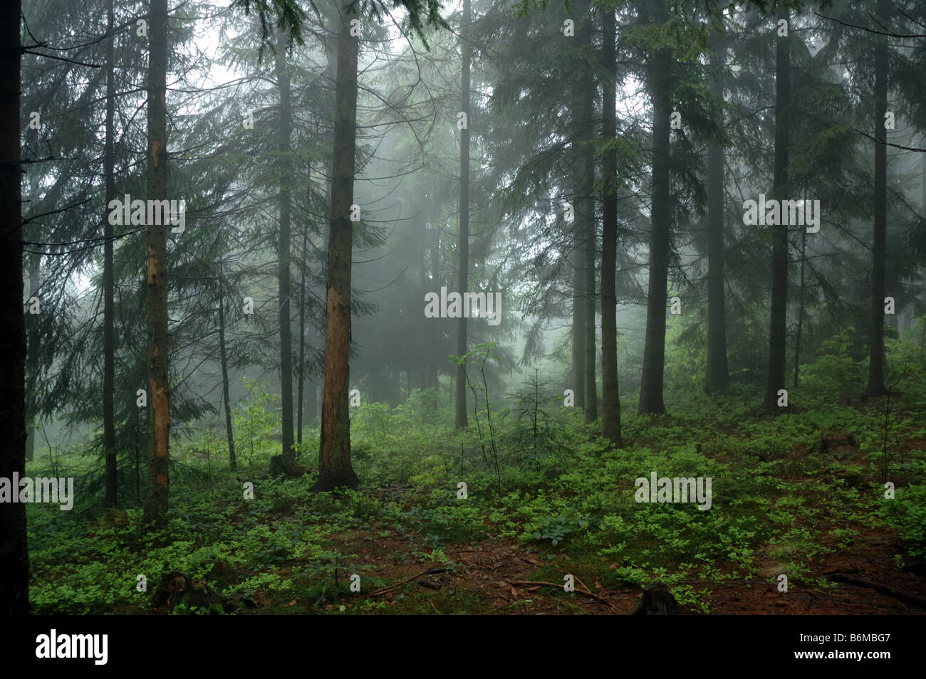 Gorce mountains hi-res stock photography and images - Alamy