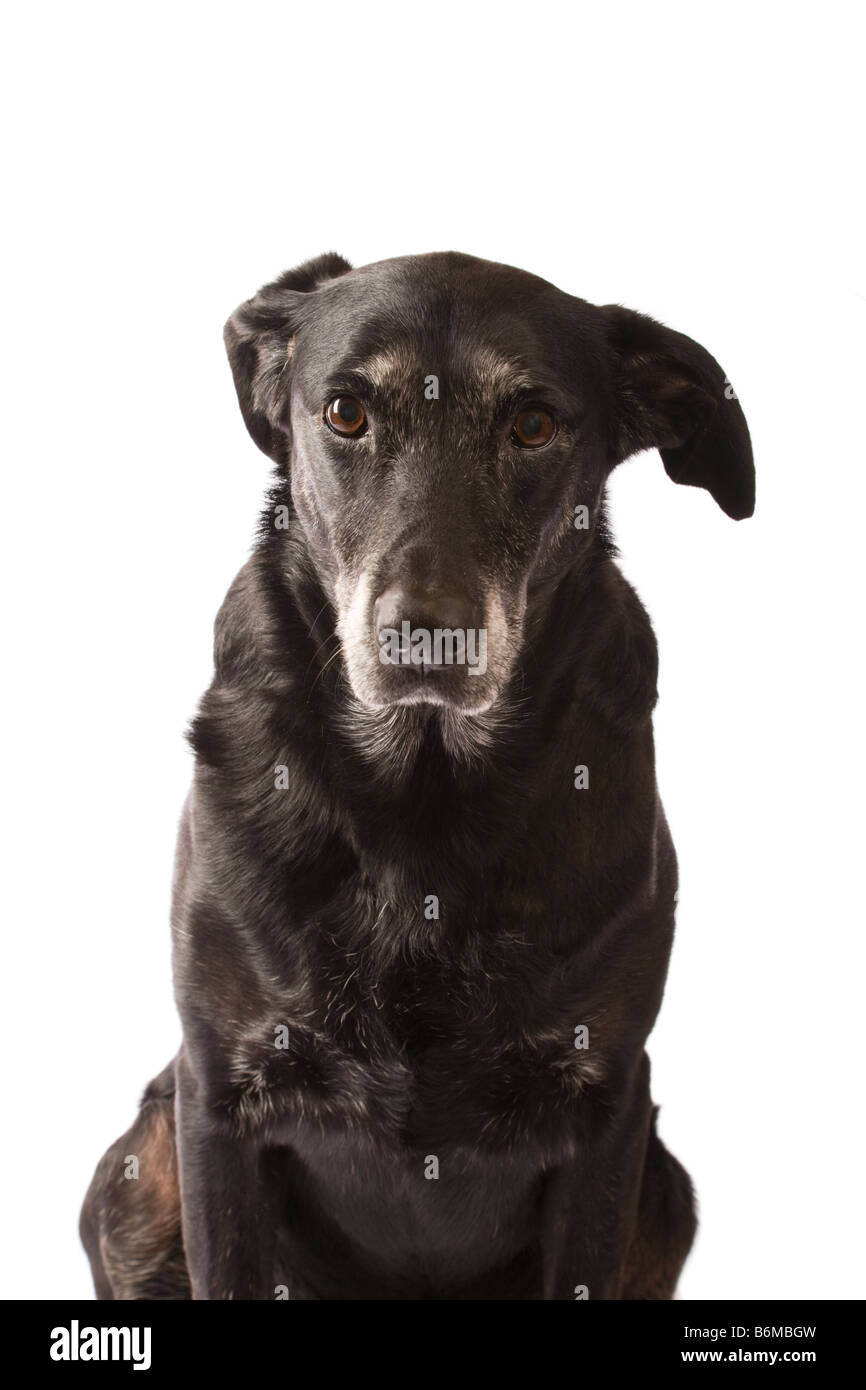 Lab cross breed hi-res stock photography and images - Alamy