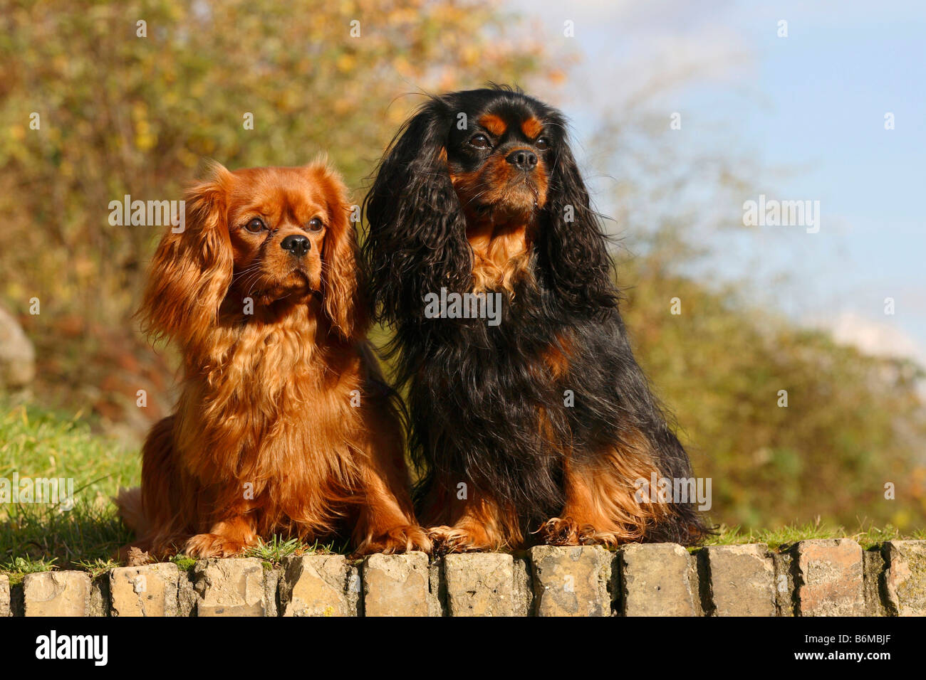 Black and tan and ruby hi-res stock photography and images - Alamy