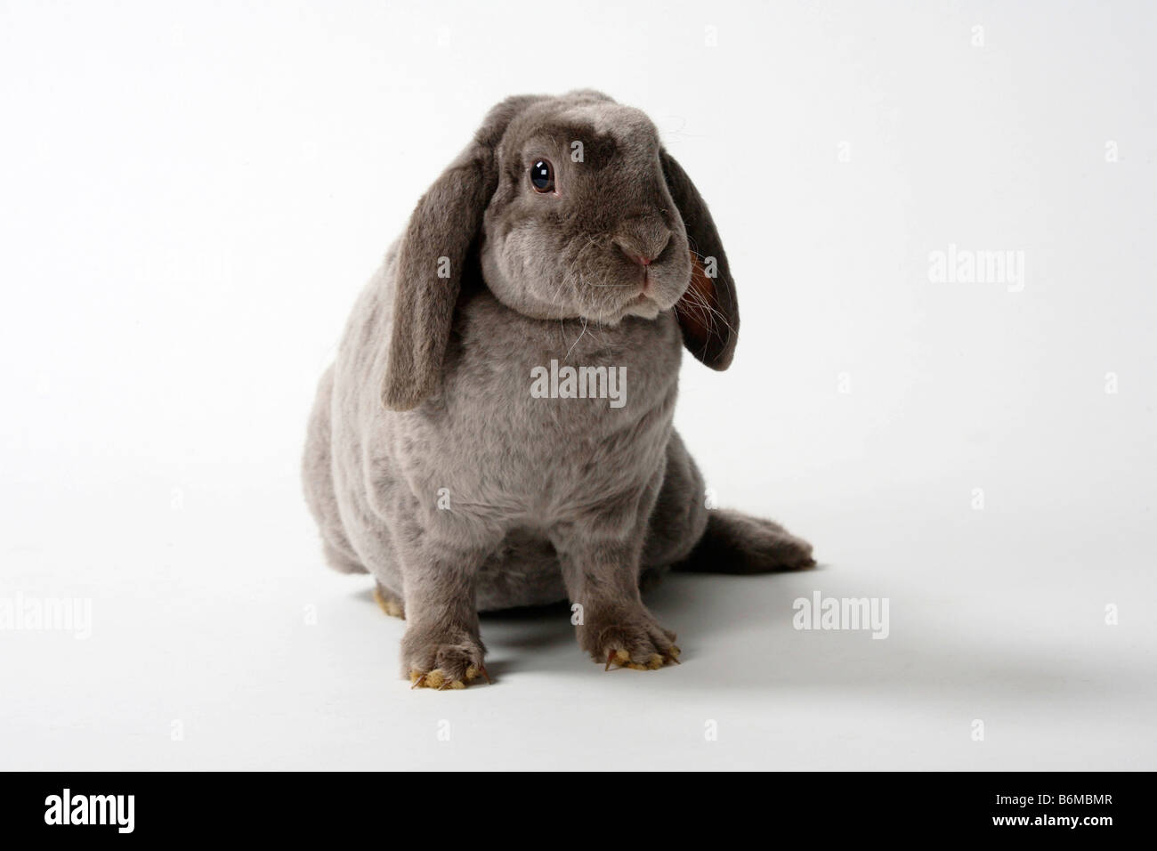 Rex Lop eared Dwarf Rabbit lilac Domestic Rabbit Stock Photo - Alamy