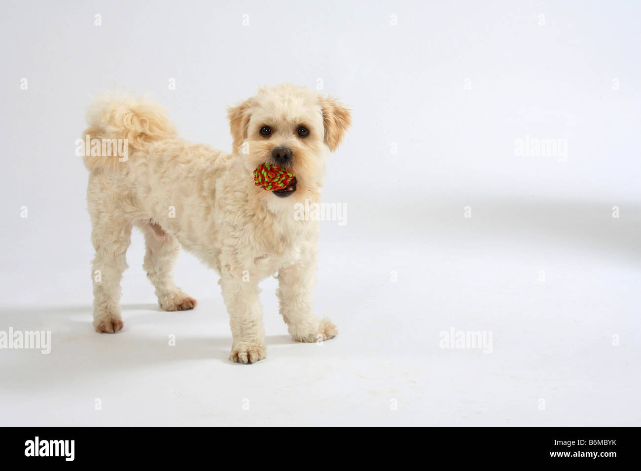 Toy dog Cut Out Stock Images & Pictures - Alamy