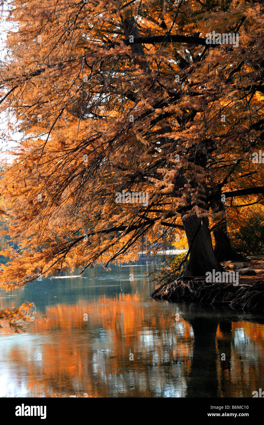 Texas cypress tree hi-res stock photography and images - Alamy