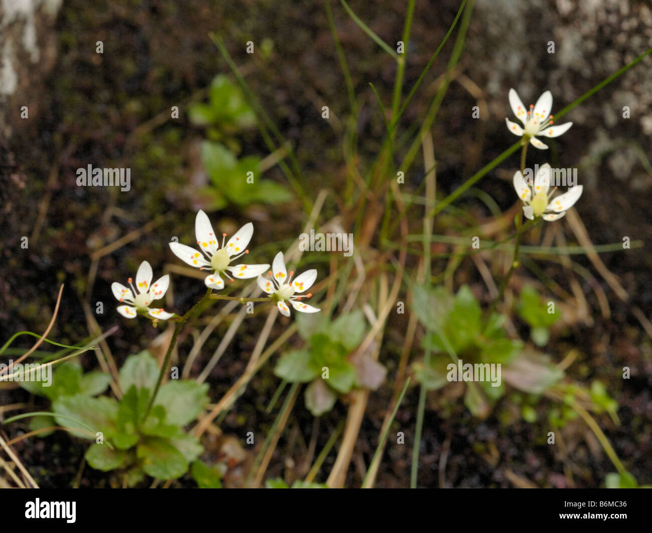 The starry saxifrage or hairy kidney wort hi-res stock photography and ...