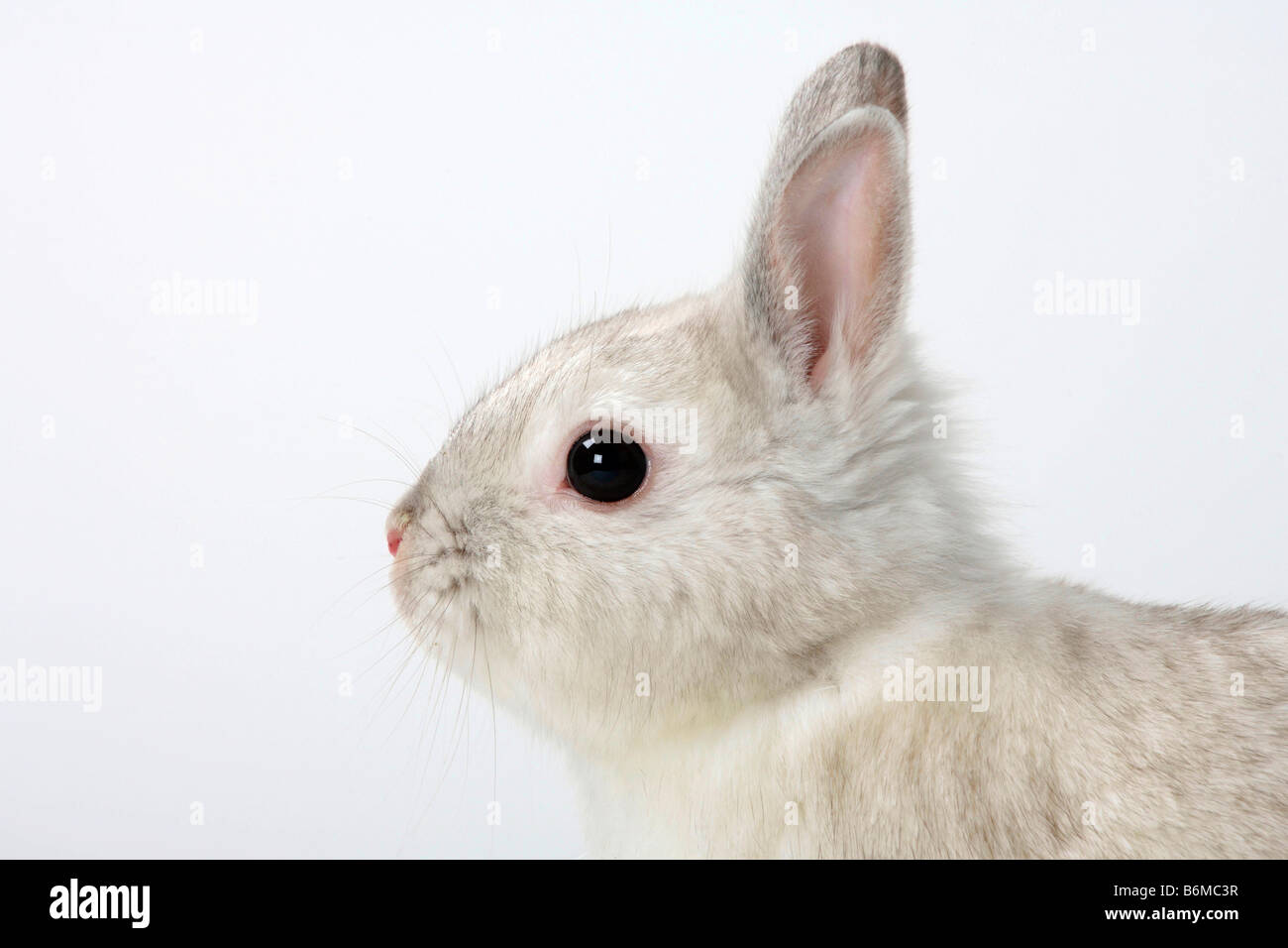Rabbit Profile