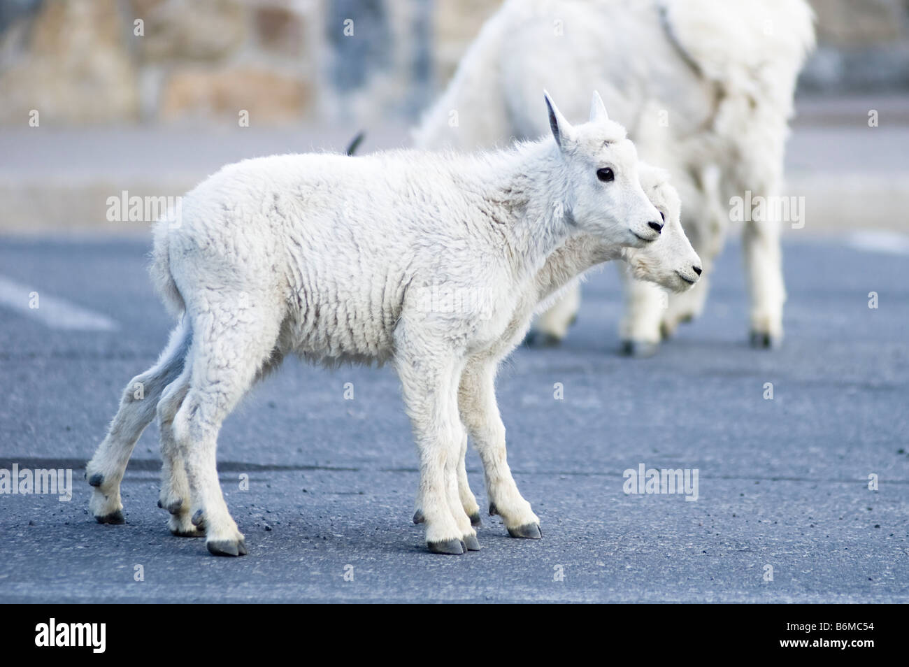 a pair of kid mountain goats playing near Logan Pass in Glacier ...