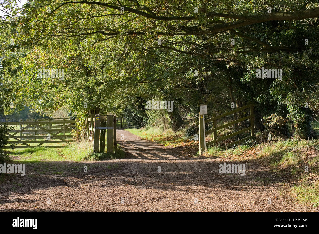 footpath through woodland between trees Stock Photo - Alamy
