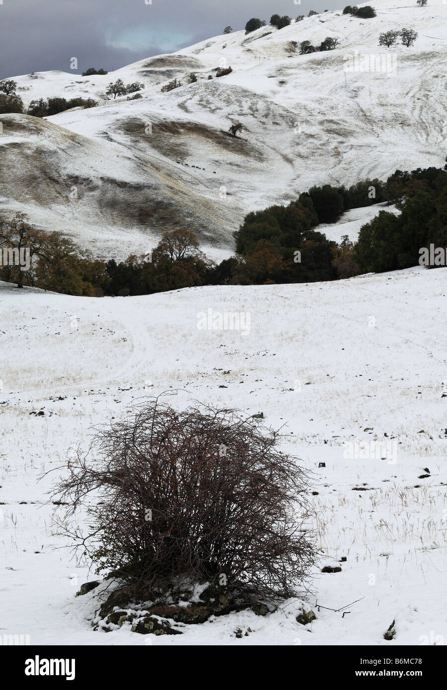 Lone shrub hi-res stock photography and images - Alamy