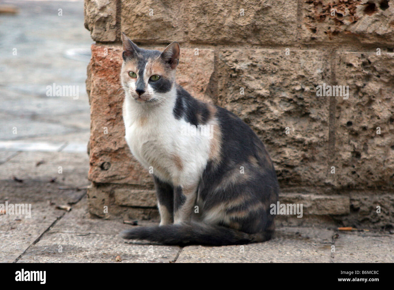 Patched cat hi-res stock photography and images - Alamy