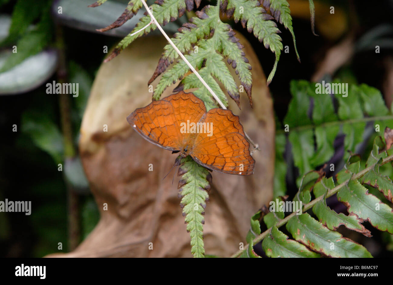 Angled Castor butterfly (Ariadne ariadne) on fern leaf photographed in ...