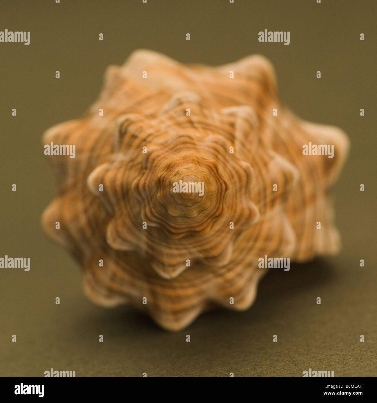Seashell spiral hi-res stock photography and images - Alamy