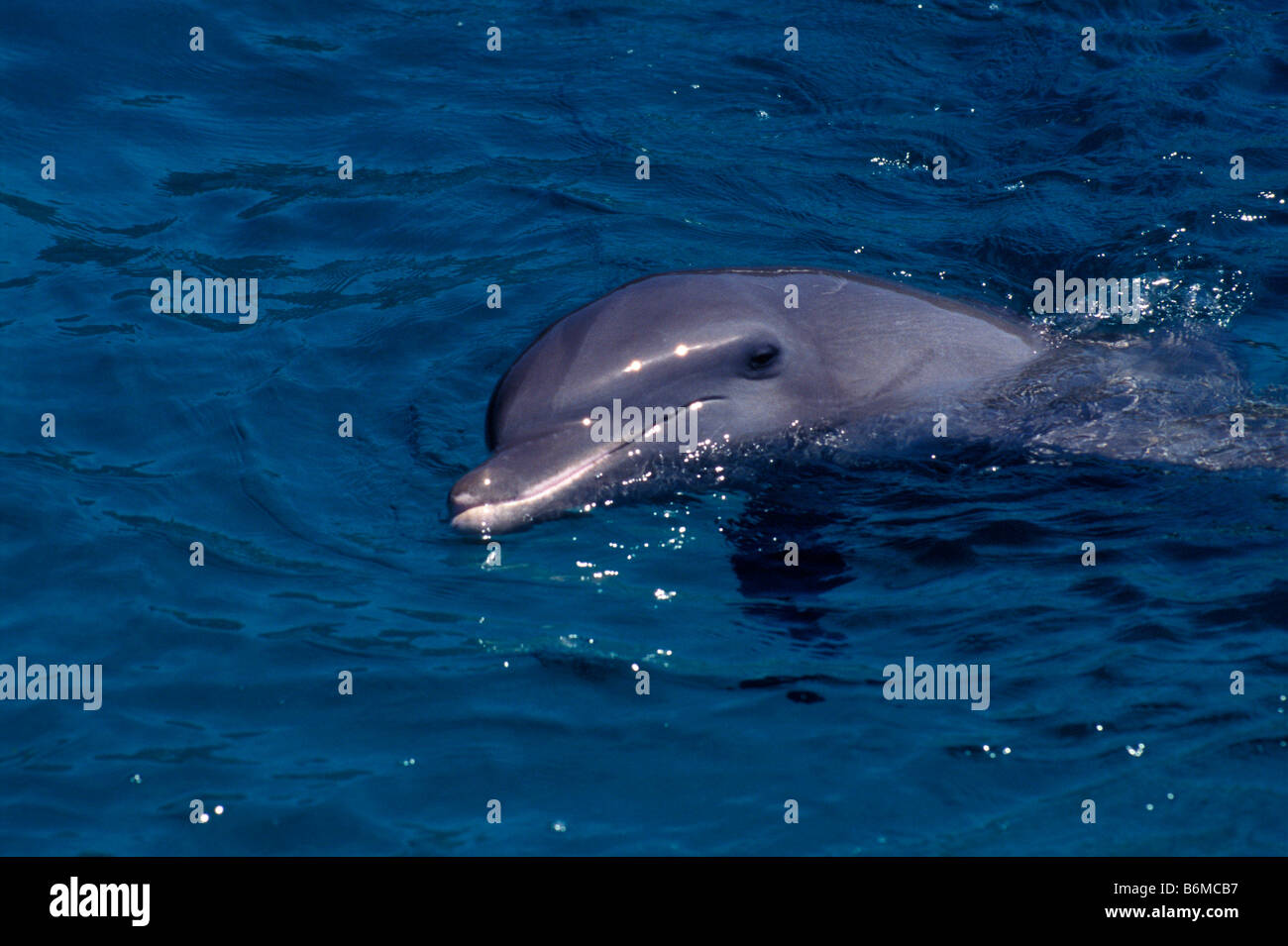 Atlantic Bottlenose dolphin performing at the Institute for Marine ...