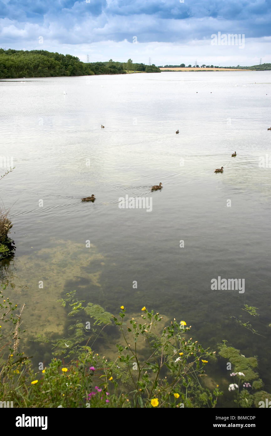 the wildlife sanctuary at grafham water Stock Photo - Alamy